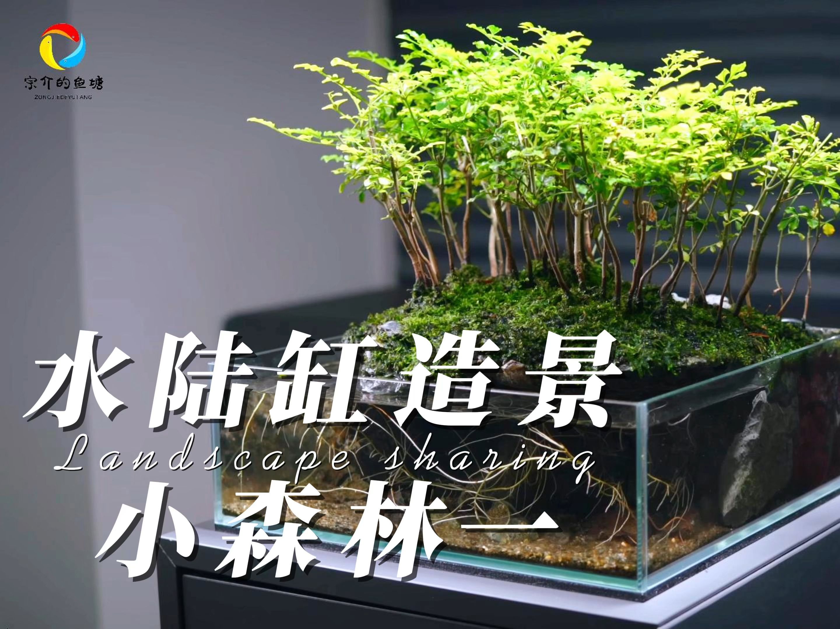 今日份水陆缸造景分享之小森林第一集