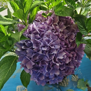 扶墙花影动玉人来 