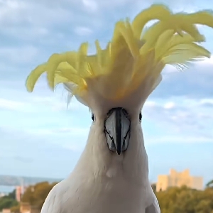 她和龍狙皆高磨 