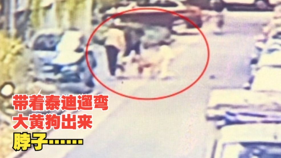 【1818黄金眼】大黄狗咬断泰迪脖子,黄狗主人让记者采访狗?