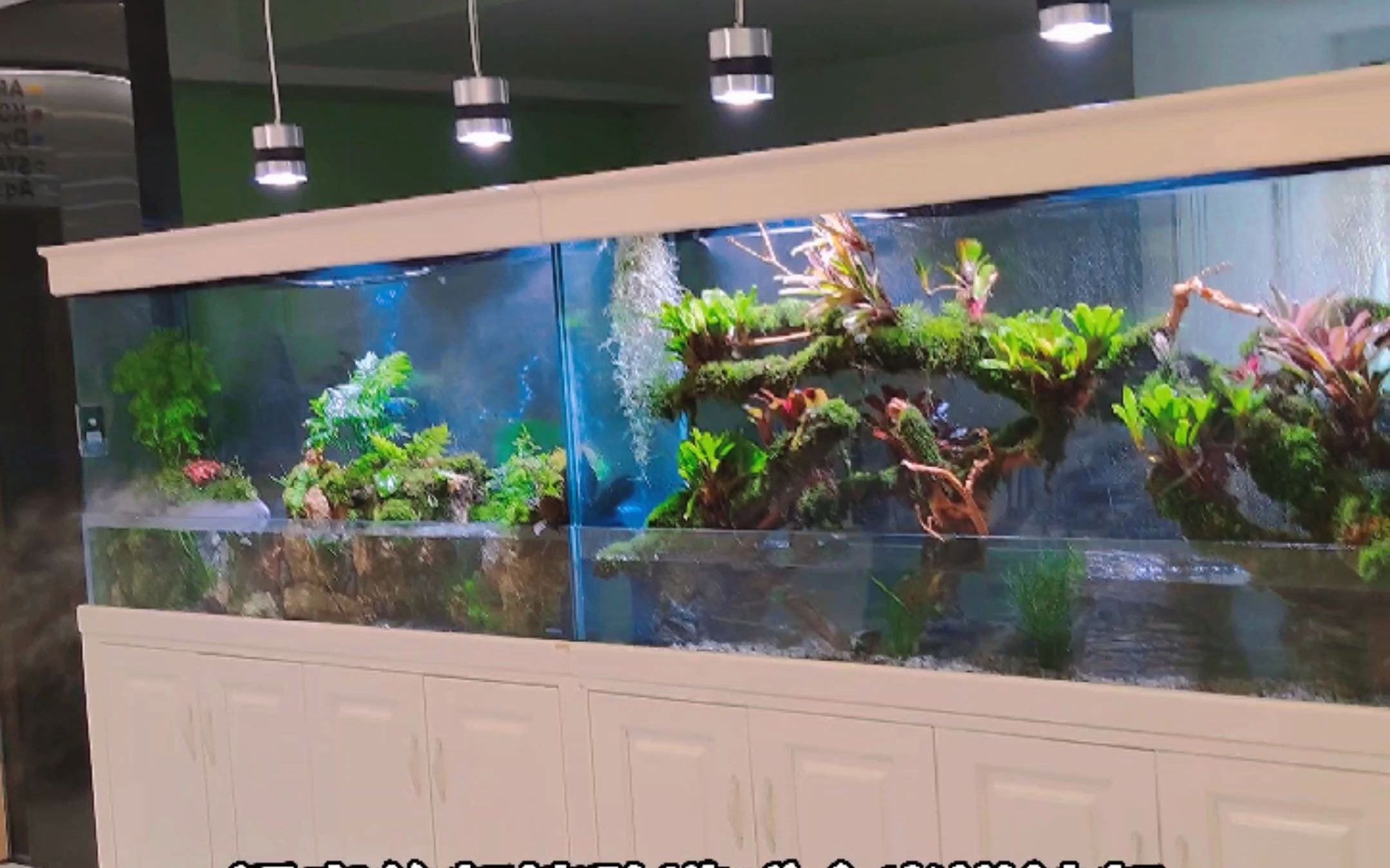 老水族箱改造 水陆缸 雨林缸
