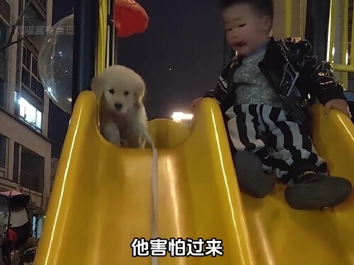 世界没有可爱的狗狗不行!狗狗狗狗可以治愈一切不开心
