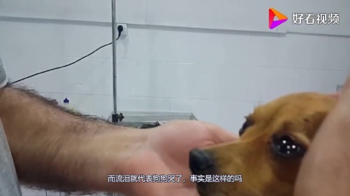 为什么有的狗狗会伤心的流泪?因为伤心?别耽误了病情!