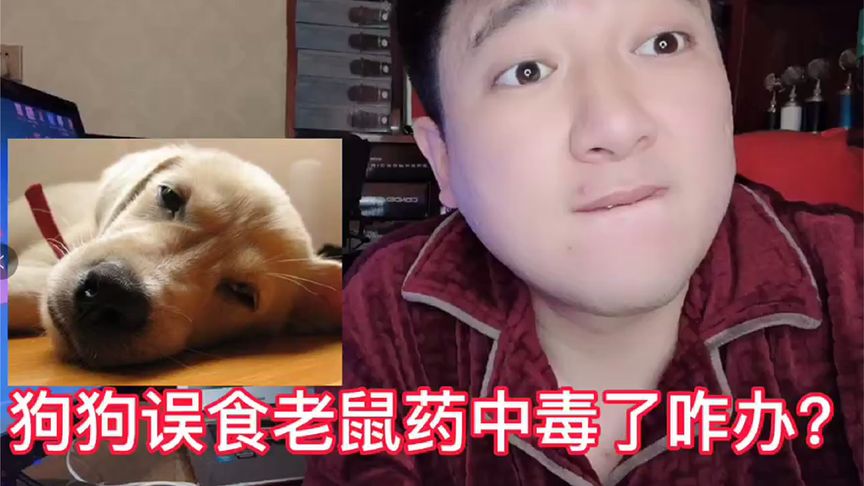 狗狗吃了毒物中毒了咋办?