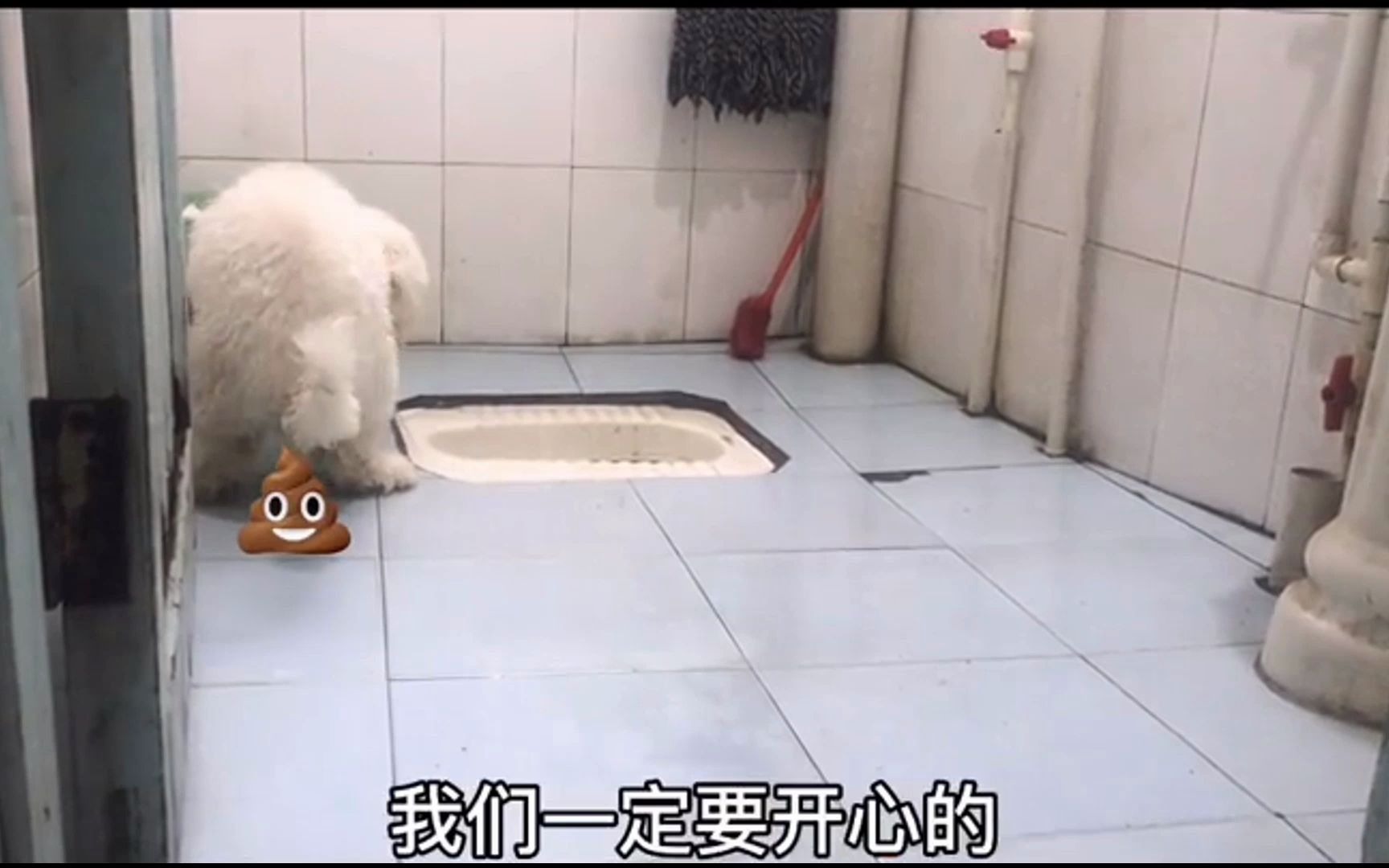 狗狗怎么训练定点大小便视频 训狗教程视频