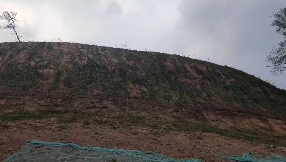 #园林绿化 #美丽的家乡 #绿水青山样品 蔷薇栽植已完工,覆盖岩石山坡...