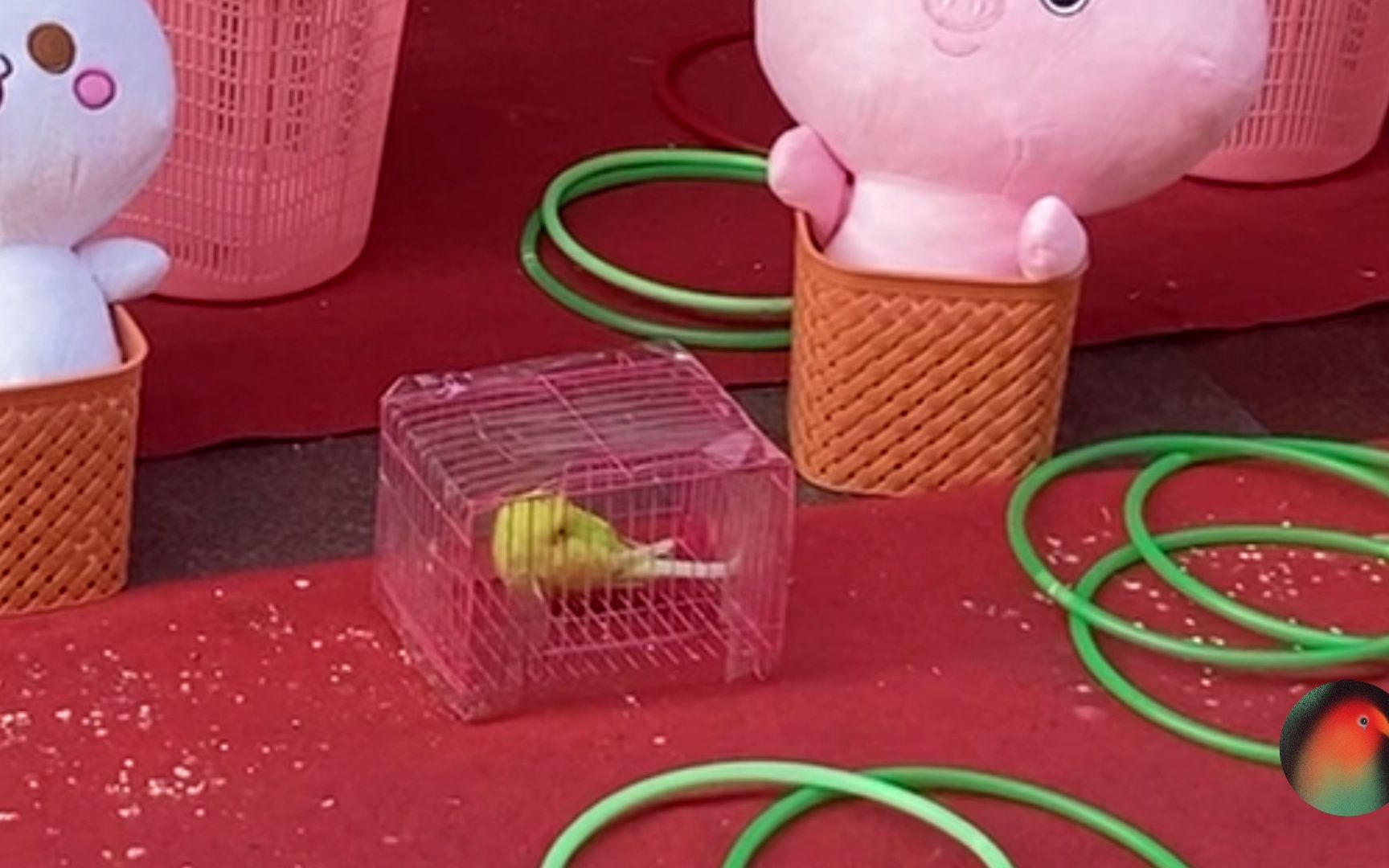 【案例跟踪】小动物也需要被尊重,拒绝活体游艺!