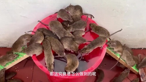 小哥巧妙设置陷阱捉老鼠,尽管鼠儿高度警觉,最后却落入圈套