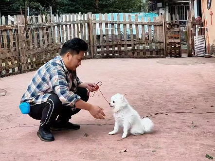 狗狗训练师与他的伙伴们~【训犬日常】