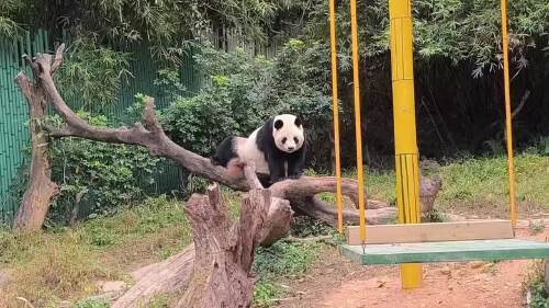 长公主隆隆挠痒痒都这么可爱