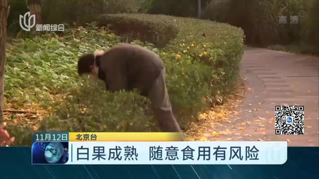 白果成熟 随意食用有风险