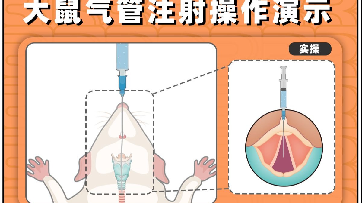 动物模型|大鼠气管插管实验操作