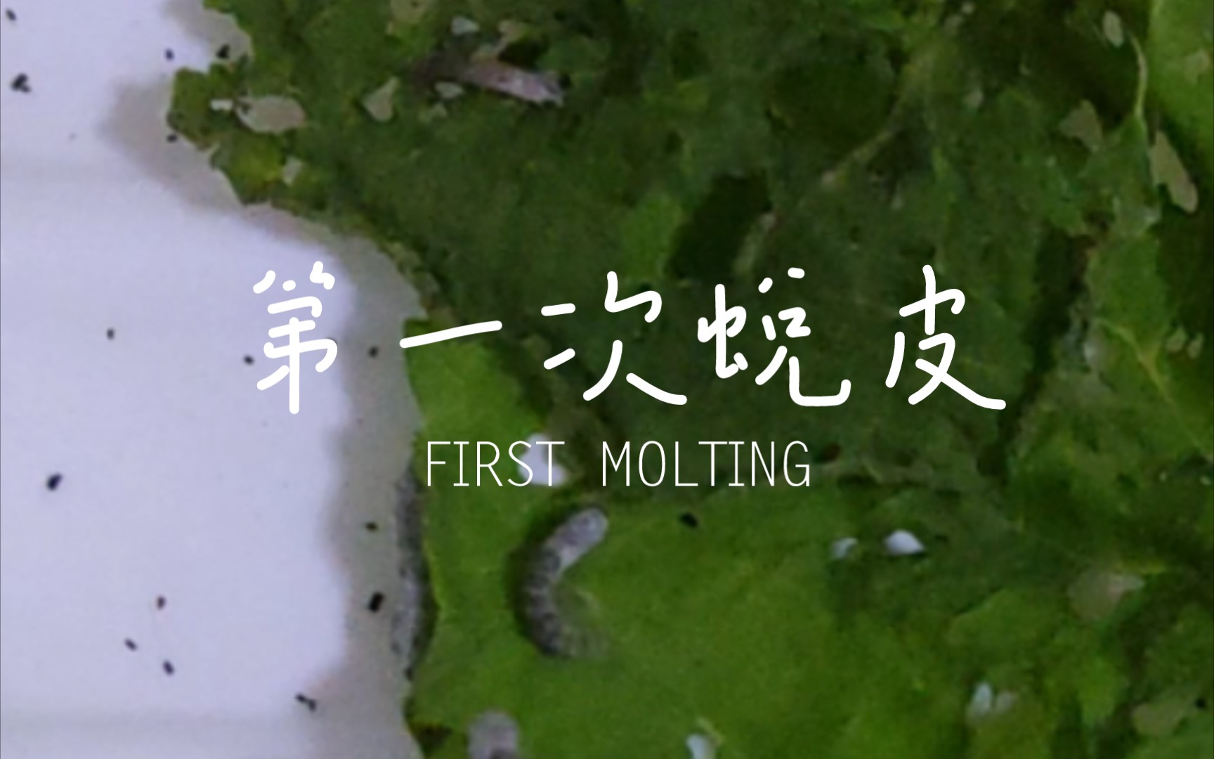 记录某只蚕宝宝第一次蜕皮(两倍速)