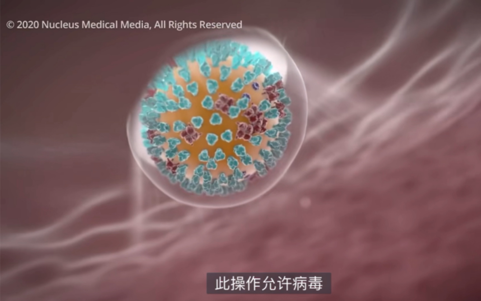 ...本视频描述了冠状病毒感染人体的过程,以及打疫苗后的功效。【生物...