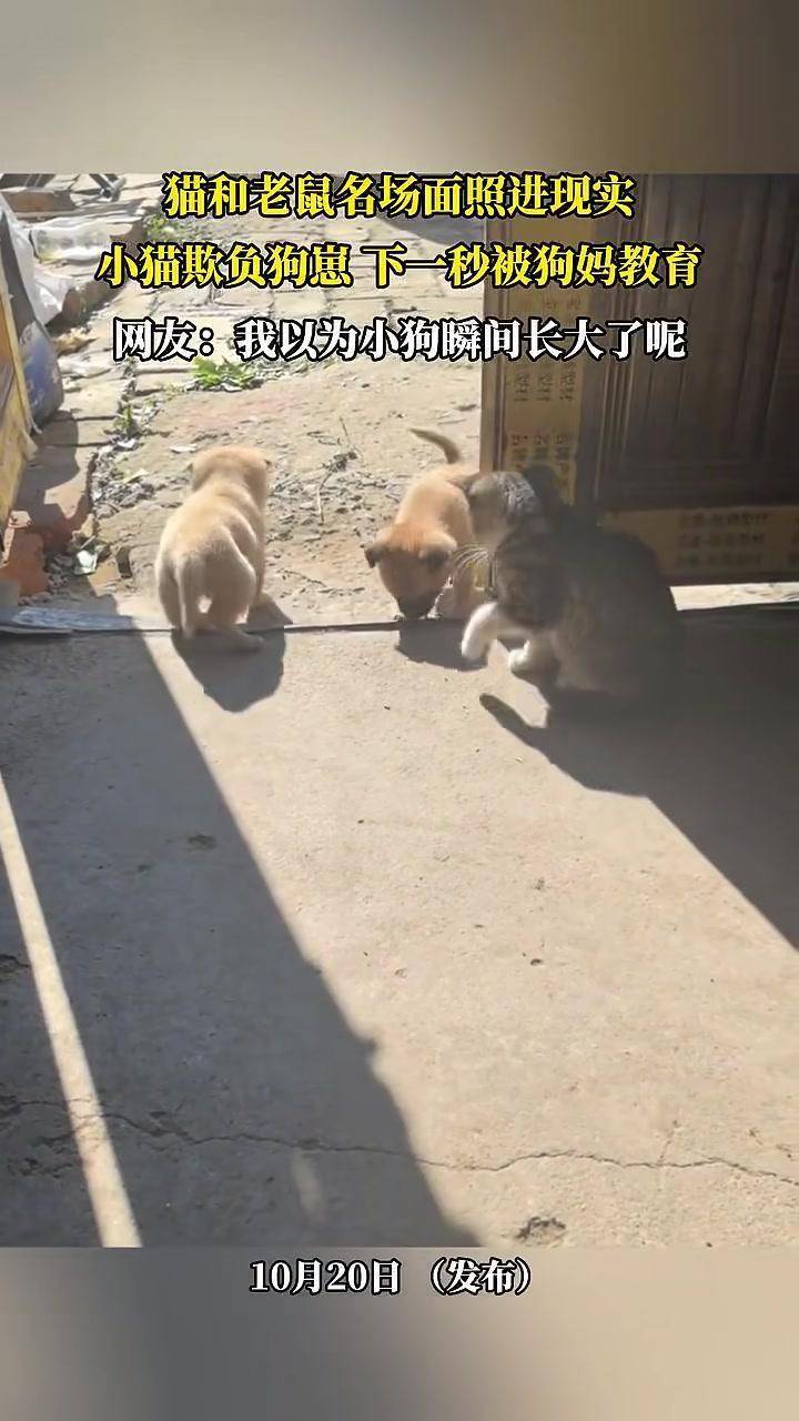 猫和老鼠名场面照进现实,小猫欺负狗崽,下一秒被狗妈教育