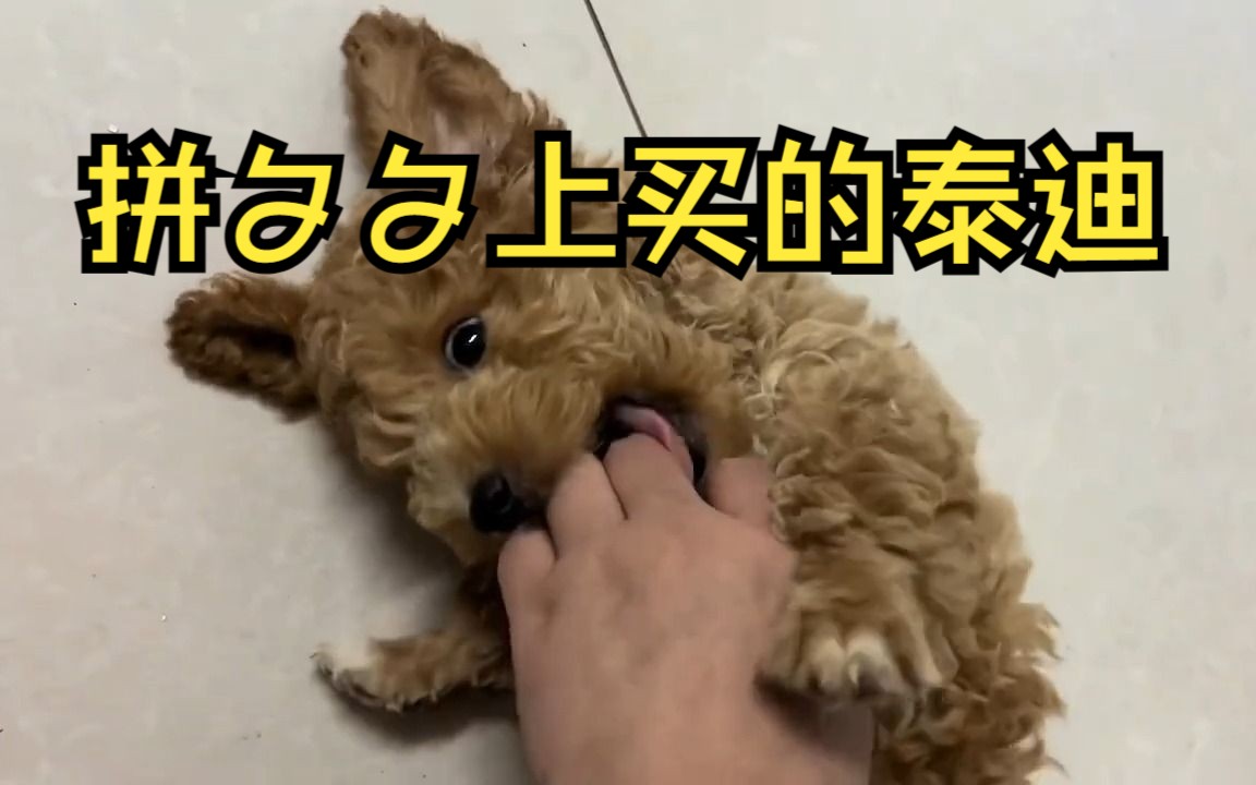 在网上花500买的小太迪,会不会是星期狗