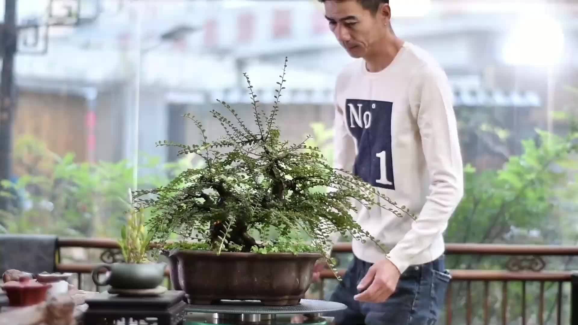 盆景为什么贵?十年工费多少钱?制作费多少钱?