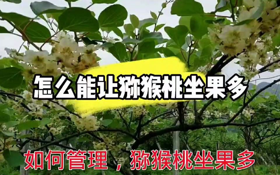 如何管理,猕猴桃坐果多