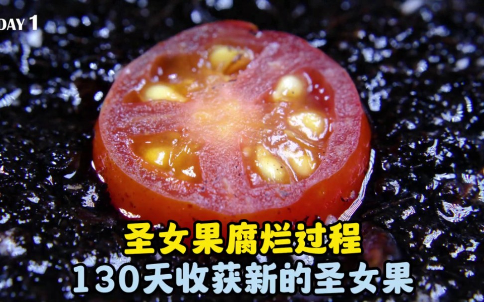 圣女果腐烂到新生的过程,130天吃到自己种的圣女果