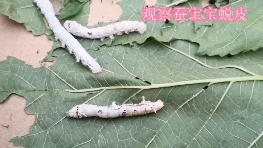 你见过蚕宝宝蜕皮和拉粑粑吗?