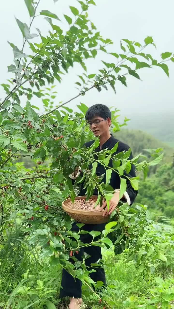 你家乡怎么泡桑葚酒呢