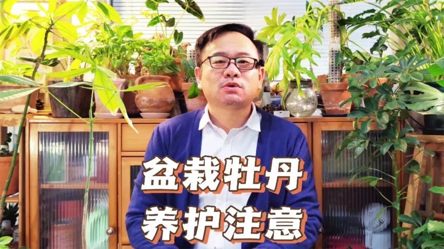 盆栽牡丹花的养殖方法和注意事项:注意6点,春天不要做这事