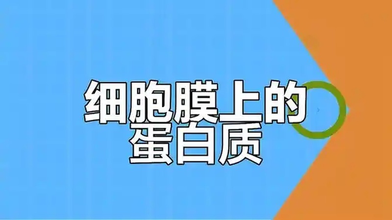 细胞膜蛋白的功能与分类