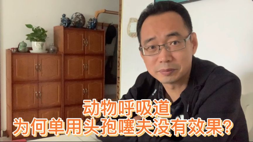 动物发生呼吸道疾病,为何很多养殖户单用头孢噻夫注射没有效果?