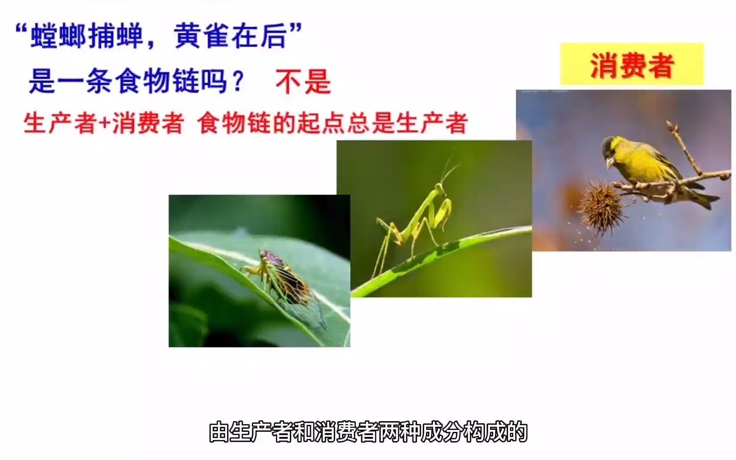 生态系统的营养结构---食物链朱令燕