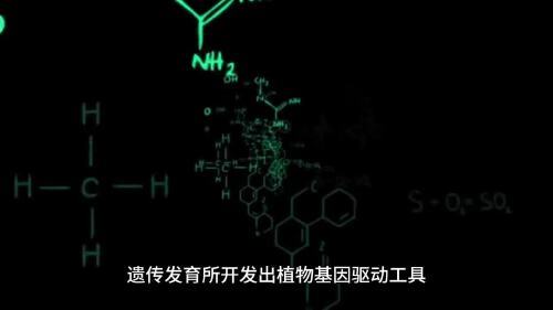 遗传发育所开发出植物基因驱动工具