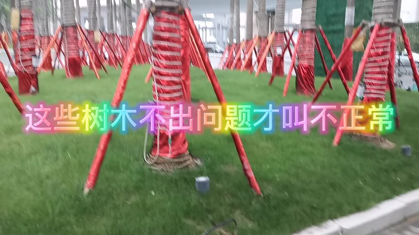 这些树木出问题,问题栽在前期栽植