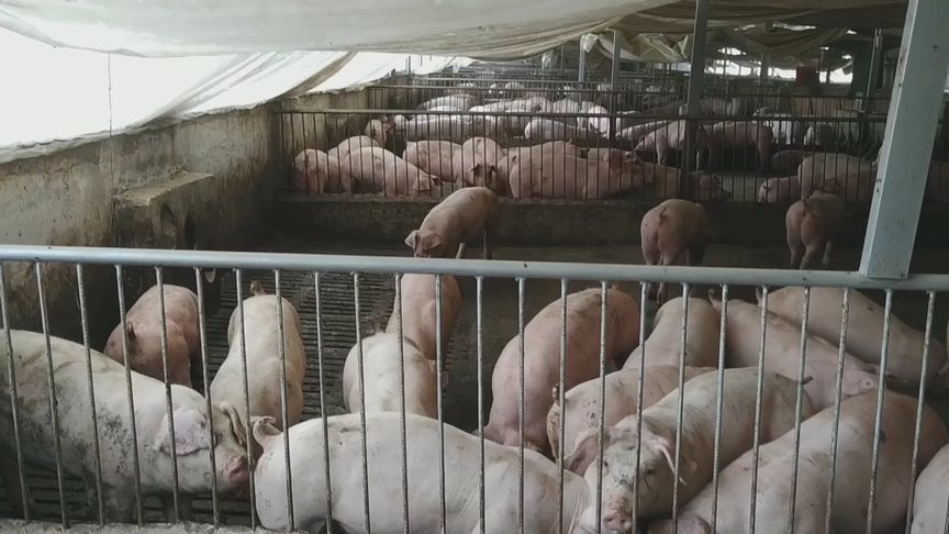 返乡农夫投资一百二十万左右的养猪场,一年到底收益怎么样?