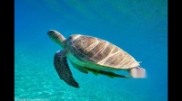 turtle 单词