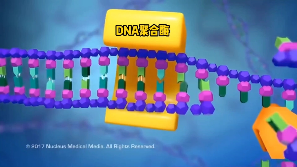 DNA复制动画演示#DNA复制#生物学#半保留复制