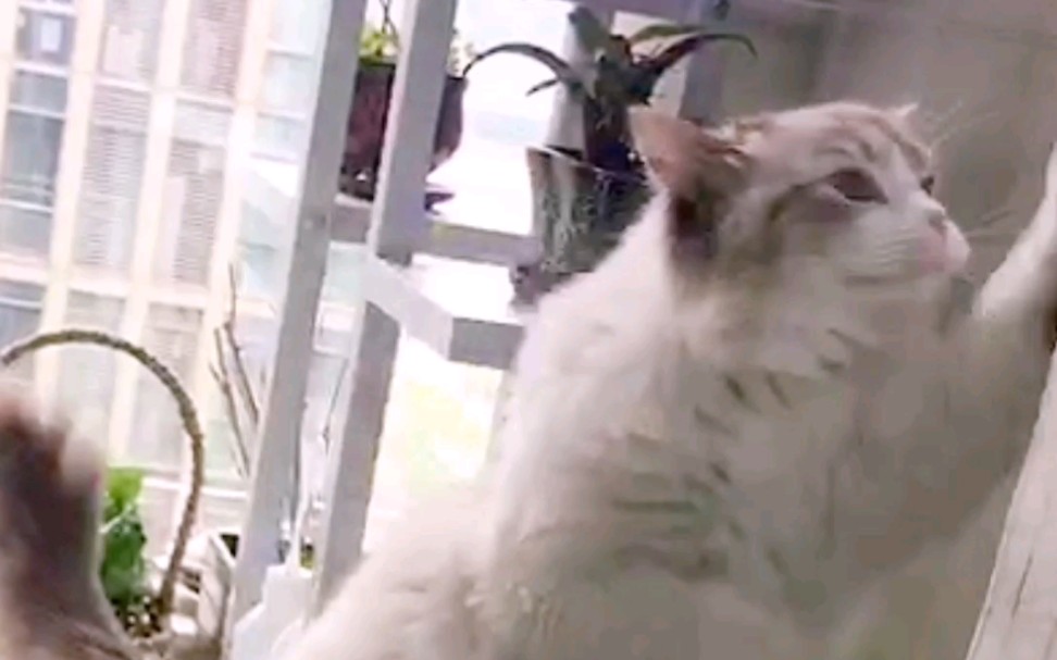 布偶猫日常擦玻璃