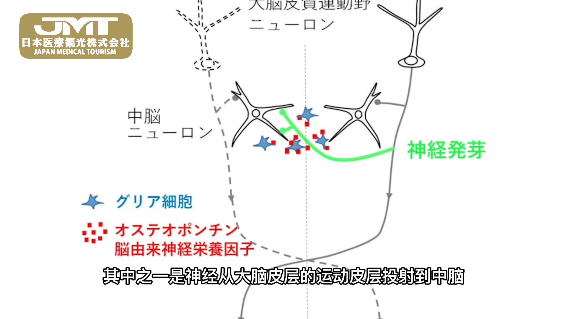 日本干细胞——新神经回路以代偿脑损伤后功能的分子机制
