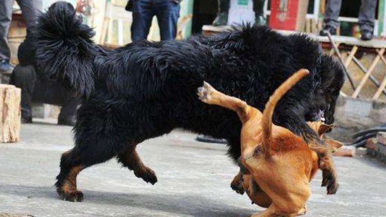 比特犬咬死藏獒?真有这么厉害?狗王藏獒可不是吃素的