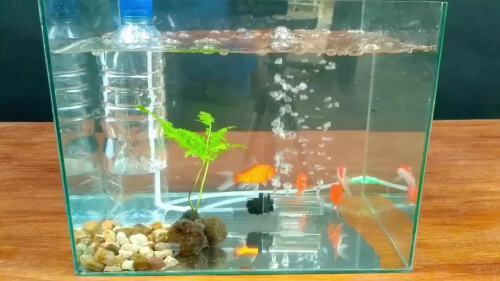 不用水泵就能自动给鱼缸充氧只需简单材料就能现别让他知道就被玩坏了