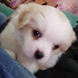 菲儿爱小青 