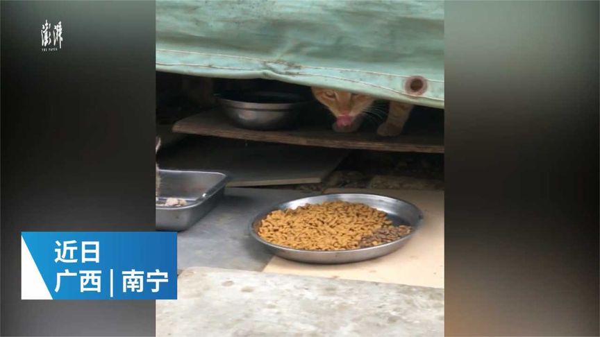 小区5只流浪猫被毒死监控记录疑似投毒过程,居民已报警