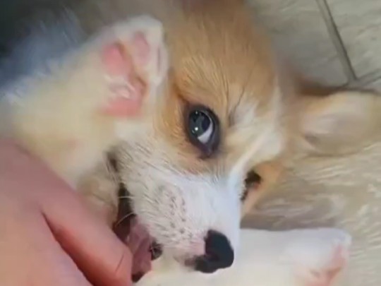 偷感小狗与啦哈大狗