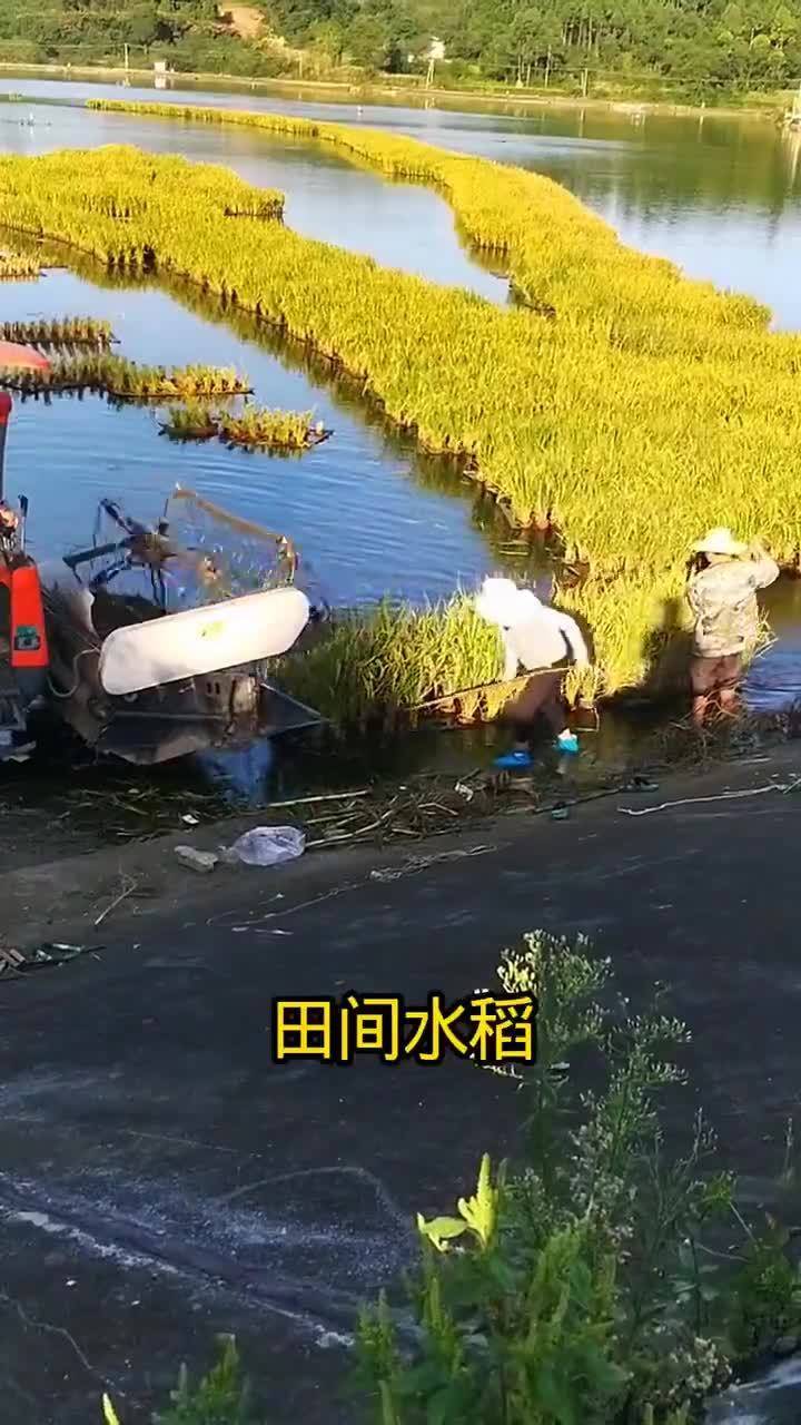 水上水稻惊现!无需杀虫施肥,充足光照开启种植新篇