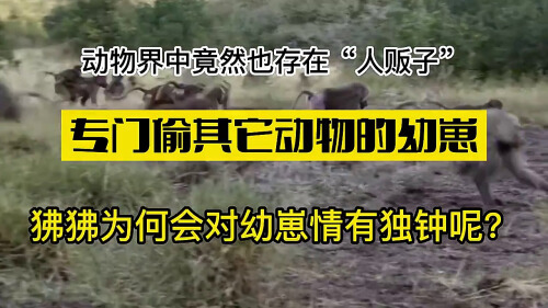 动物界人贩子狒狒为何会对幼崽情有独钟?专门偷其它动物的幼崽