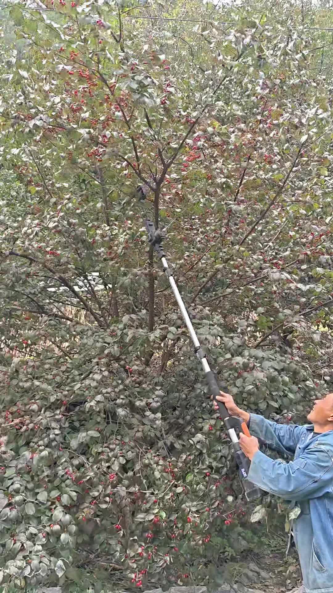 告别传统的山茱萸采摘模式,用上我们这款电动定位伸缩杆采摘山茱萸...