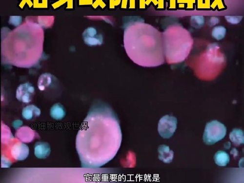 在显微镜观察下,隐藏的奇妙世界逐渐展现出惊人细节