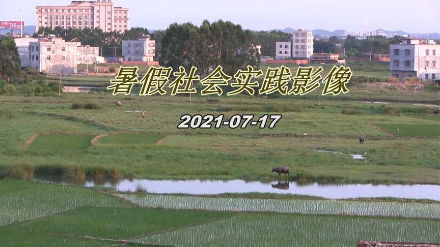2021年暑假小学生社会实践活动花絮