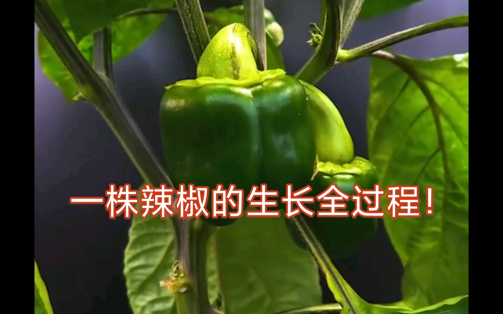 一株辣椒的生长全过程!