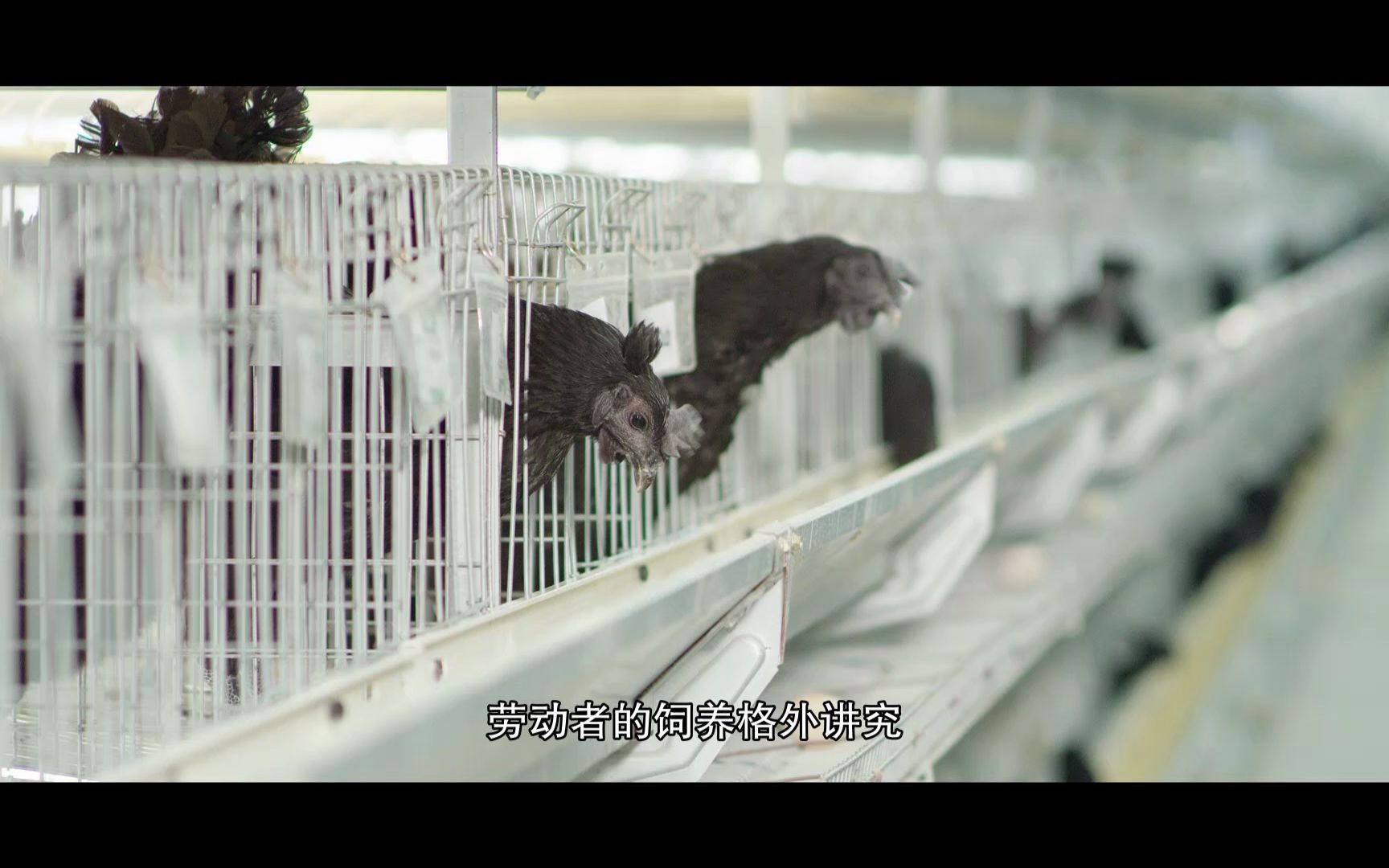 2022年度陕西省农业品牌“略阳乌鸡”