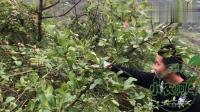 大山深处的野生刺梨,有防癌抗癌抗衰老功能小伙摘回去给爸爸泡酒