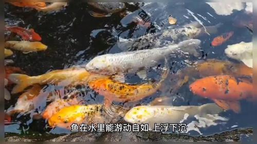 动物科普:你知道鱼儿为什么能在水下浮沉吗?